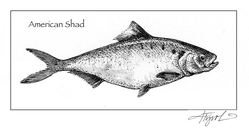 Did You Know: Shad, the Porcupine of Fish? | Wilton Historical Society